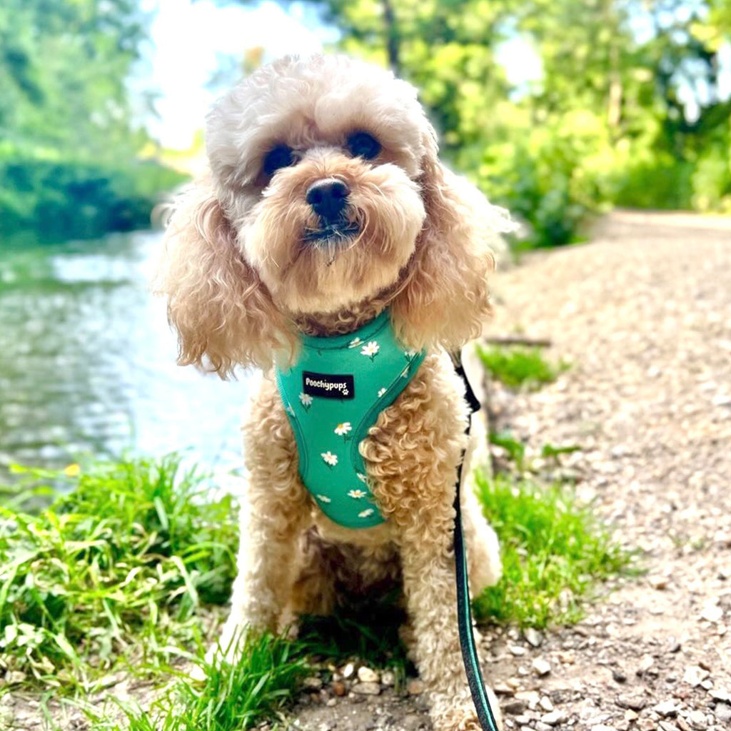 Oopsy Daisy Adjustable Dog Harness – PoochyPups - Dog Harnesses & Toys